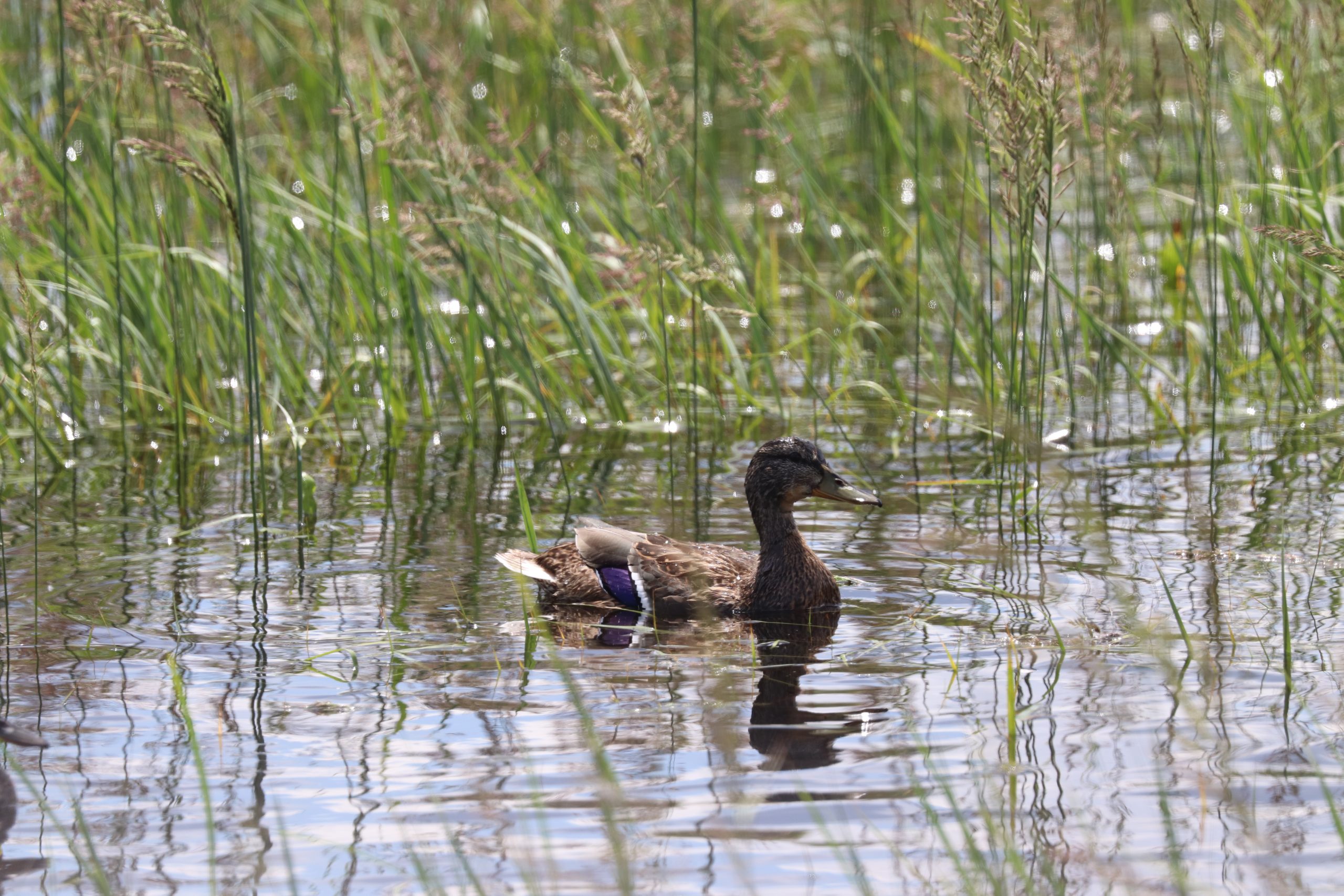 Záväzné dokumenty RSV - VUVH
